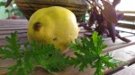 Let’s go for cheesecake to Ancient Kydonia! – Eat Dessert First Greece