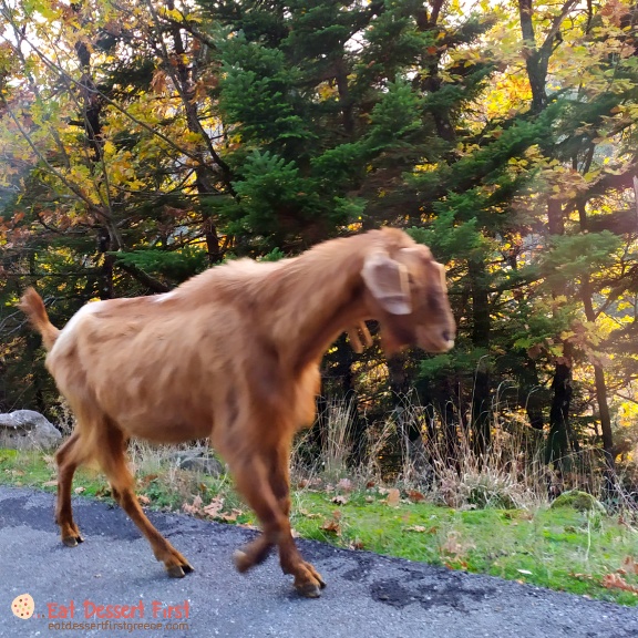 When Greek coffee met extra virgin olive oil… – Eat Dessert First Greece