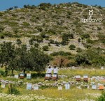 Οι απίθανες μέλισσες, το Αpiθανο μέλι και ένα μουσείο μελιού στην Κρήτη ...